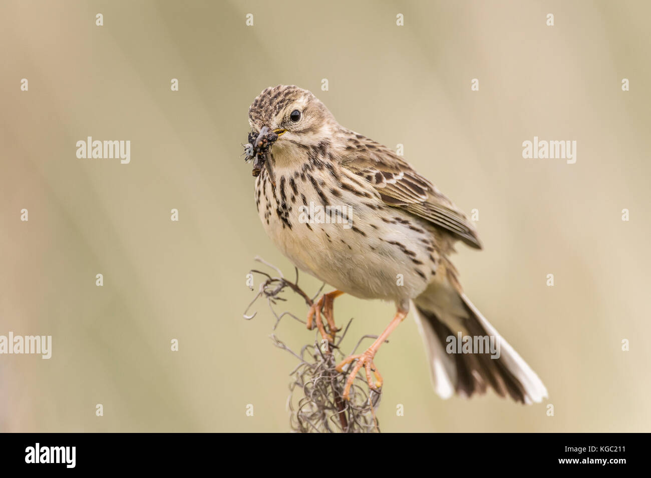 Meadow pipit, perched on top of a plant with bugs in its beak, fluffed ...