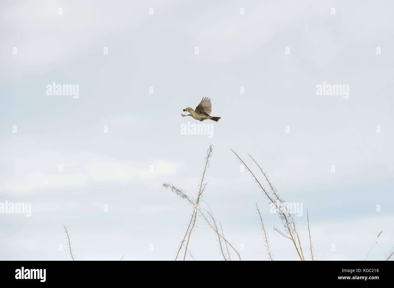Meadow pipit flying with bugs in its beak Stock Photo - Alamy