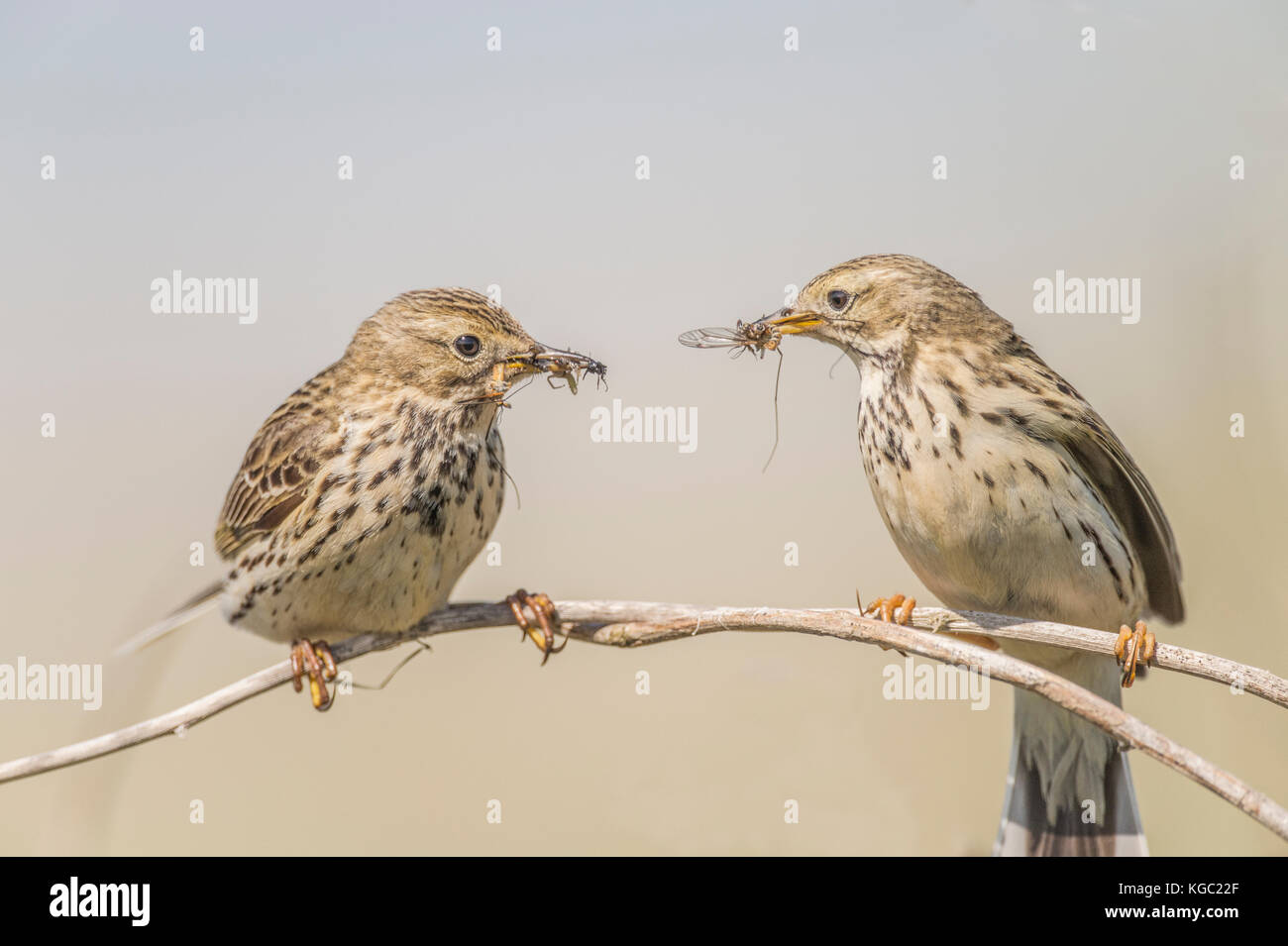 Meadow pipits feeding Stock Photo - Alamy