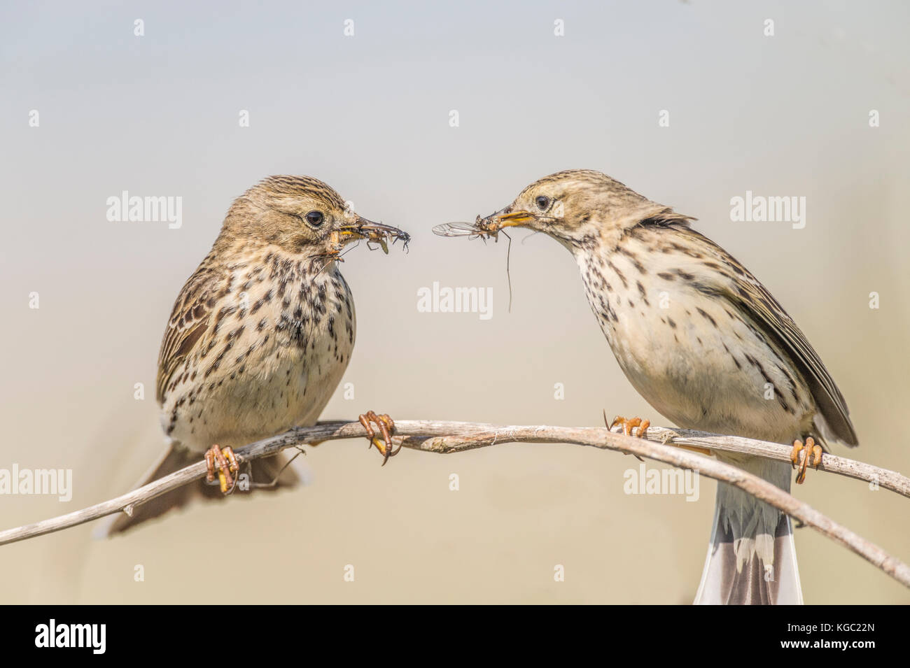 Meadow pipits scotland hi-res stock photography and images - Alamy