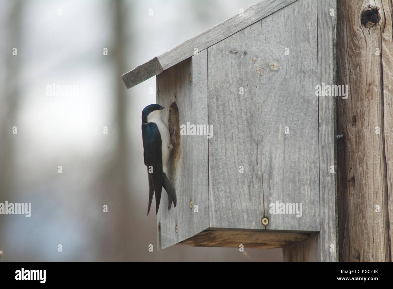 Tree swallows return in the Spring to nest in cavities; they readily ...