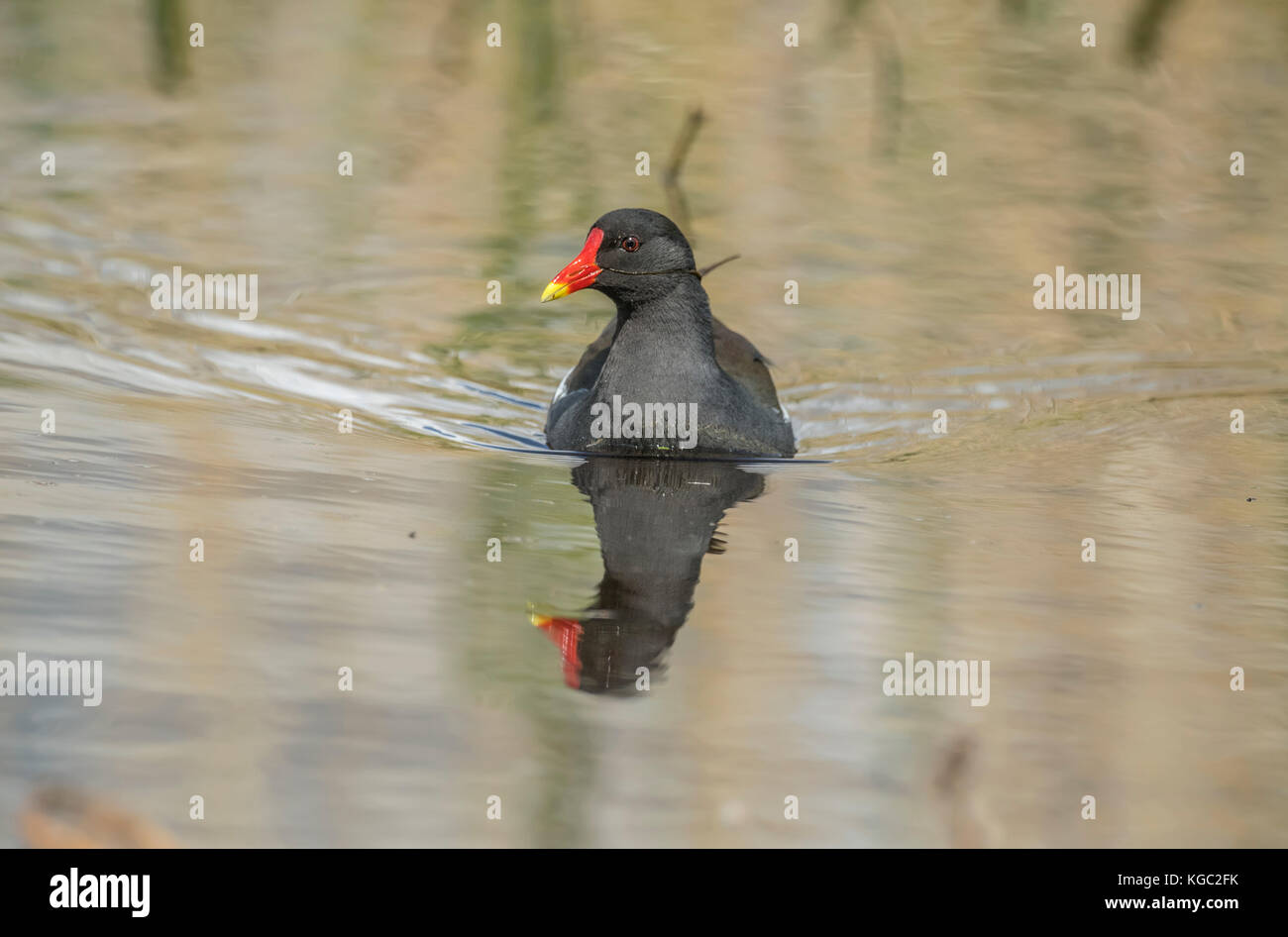 Moorhen, swimming on a loch, close up Stock Photo - Alamy
