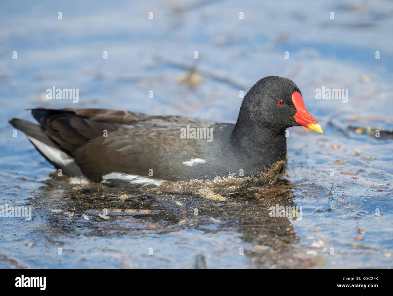 Moorhen, swimming on a loch, close up Stock Photo - Alamy