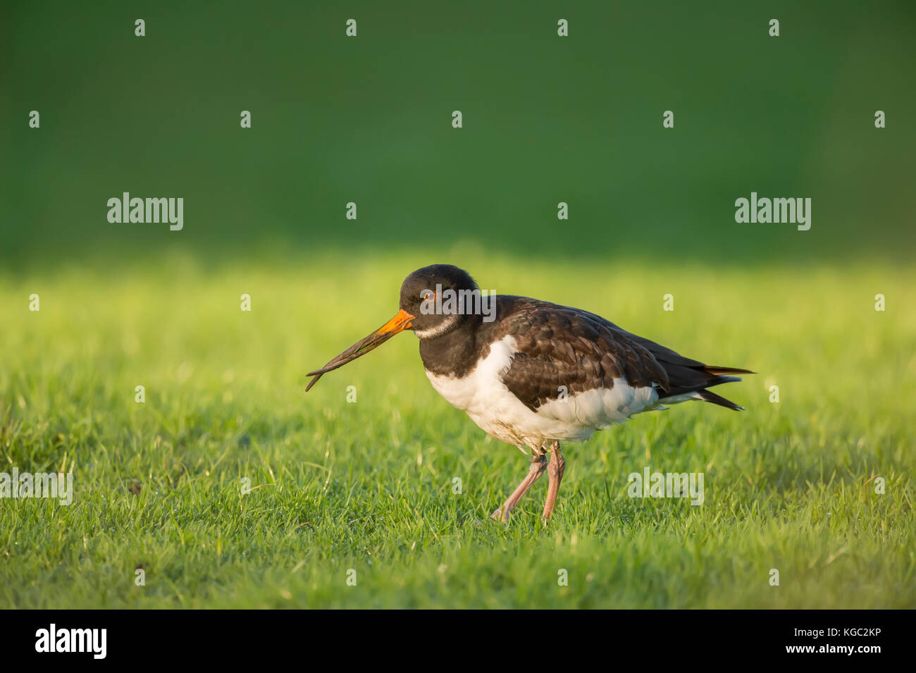 Bird with deformed beak hi-res stock photography and images - Alamy