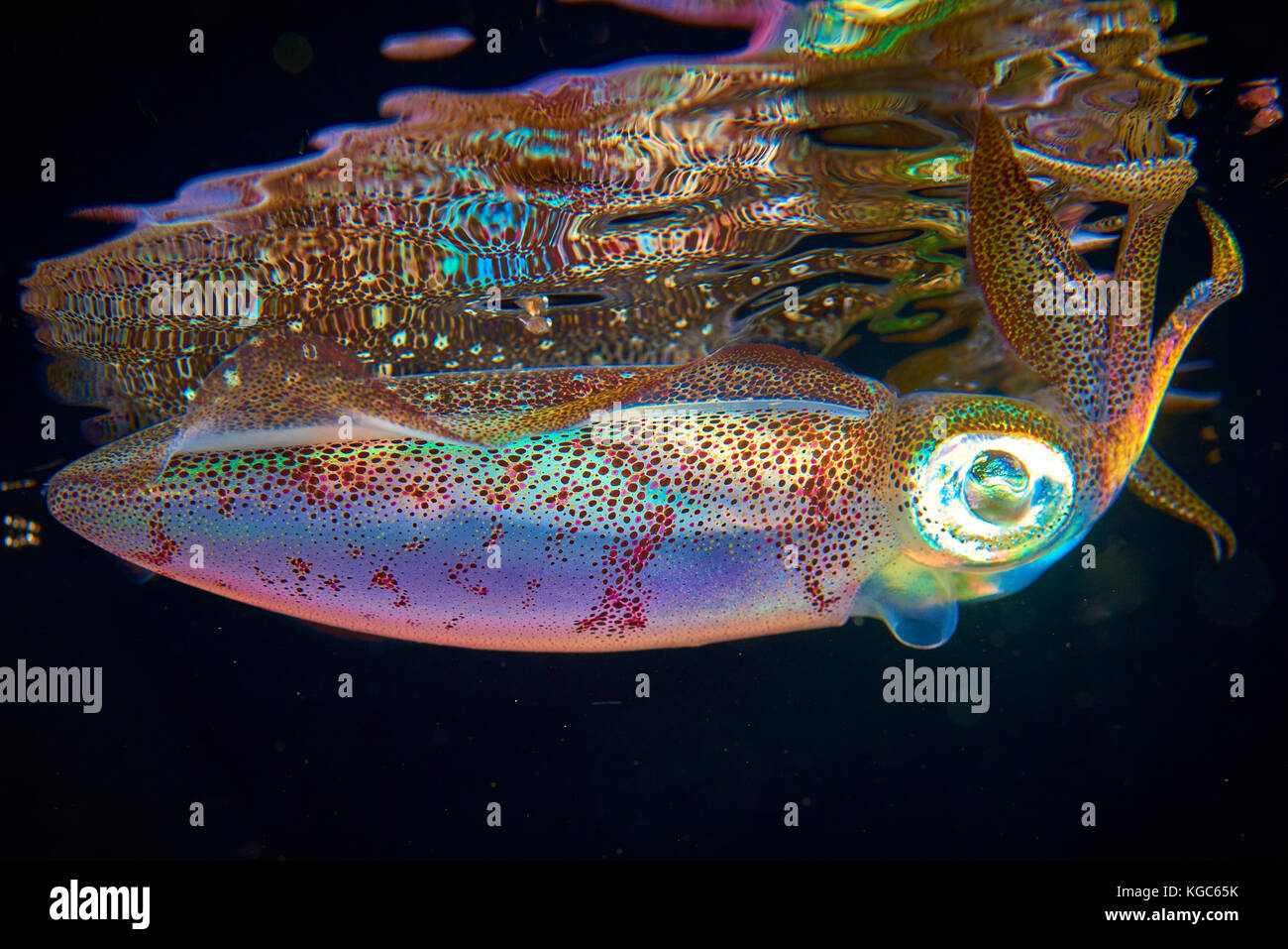 Big Fin Reef Squid (Sepioteuthis lessoniana) admiring its reflection ...