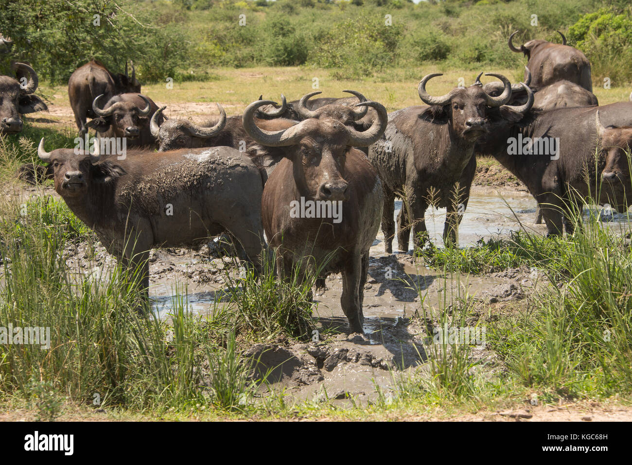 Buffalo wallow hi-res stock photography and images - Alamy