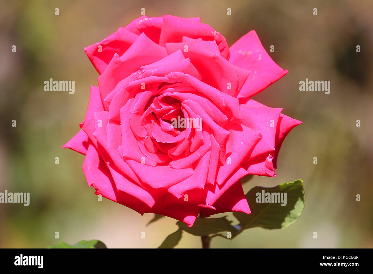 an open big pink rose in the garden Stock Photo - Alamy