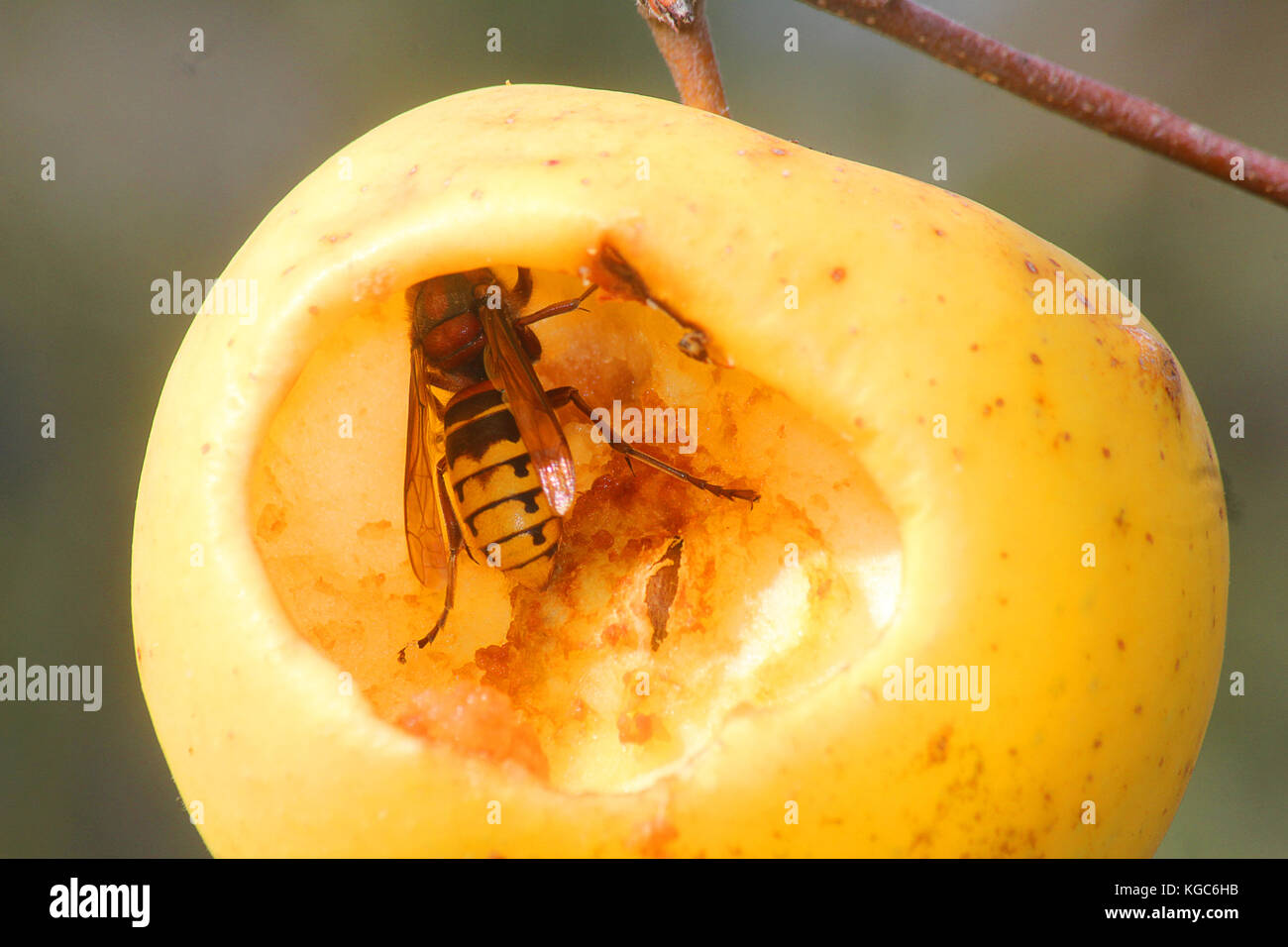 a wasp eating an apple Stock Photo - Alamy