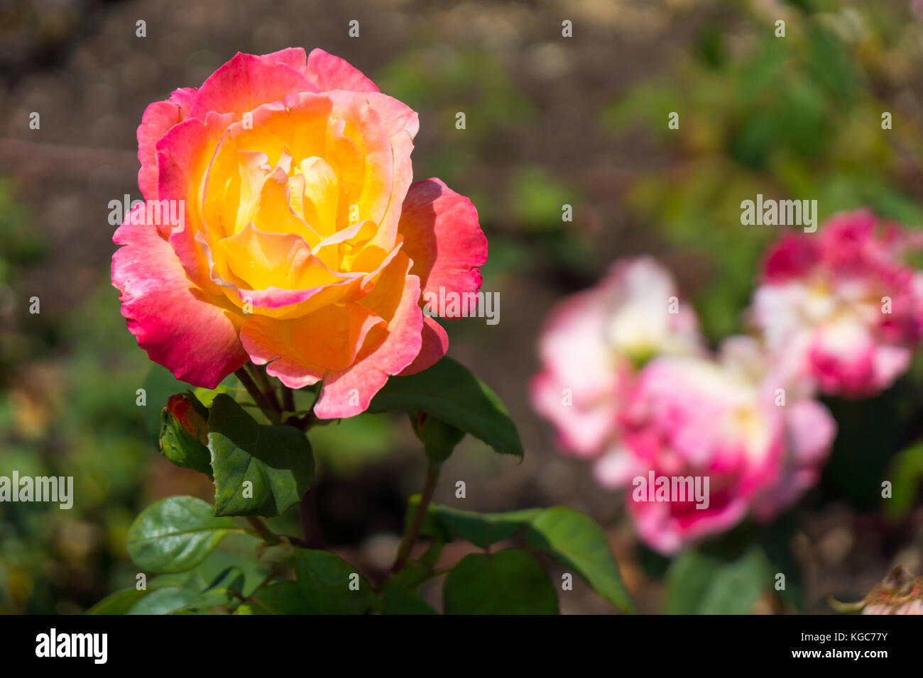 Blooming rose in a park Stock Photo - Alamy