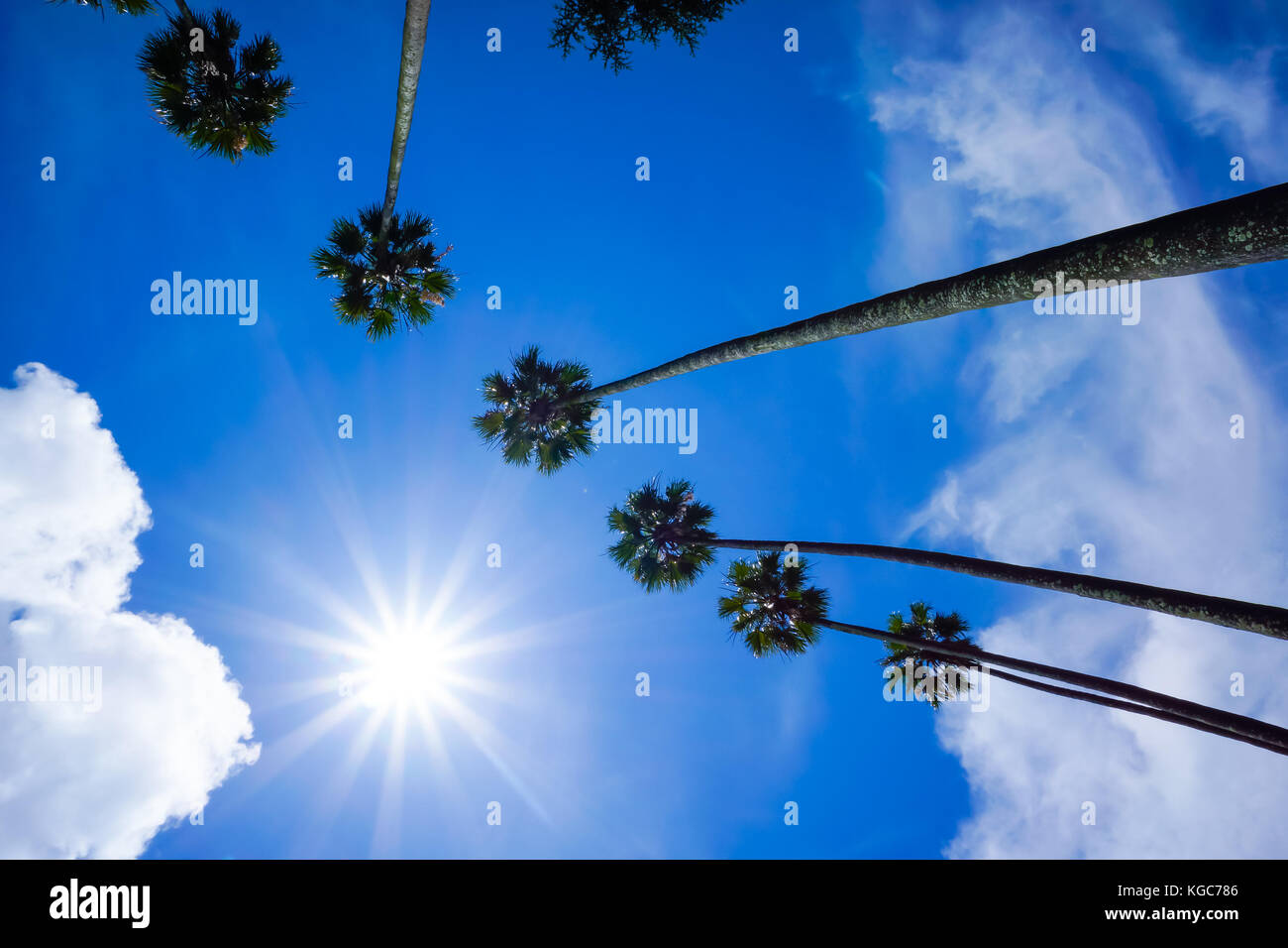 Palm trees bottom view Stock Photo - Alamy