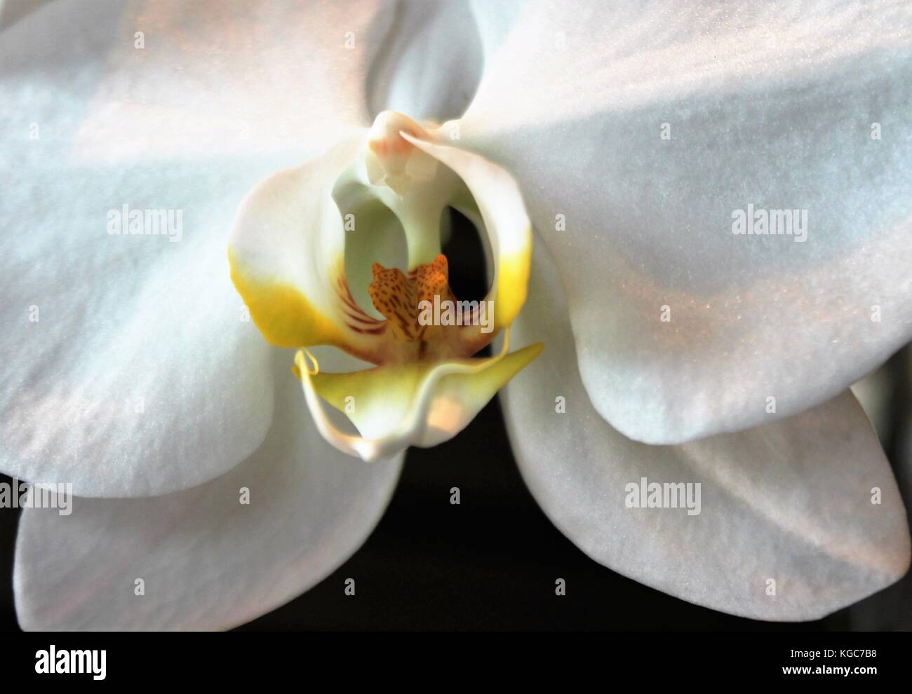 White orchids flower stamen close-up Stock Photo - Alamy