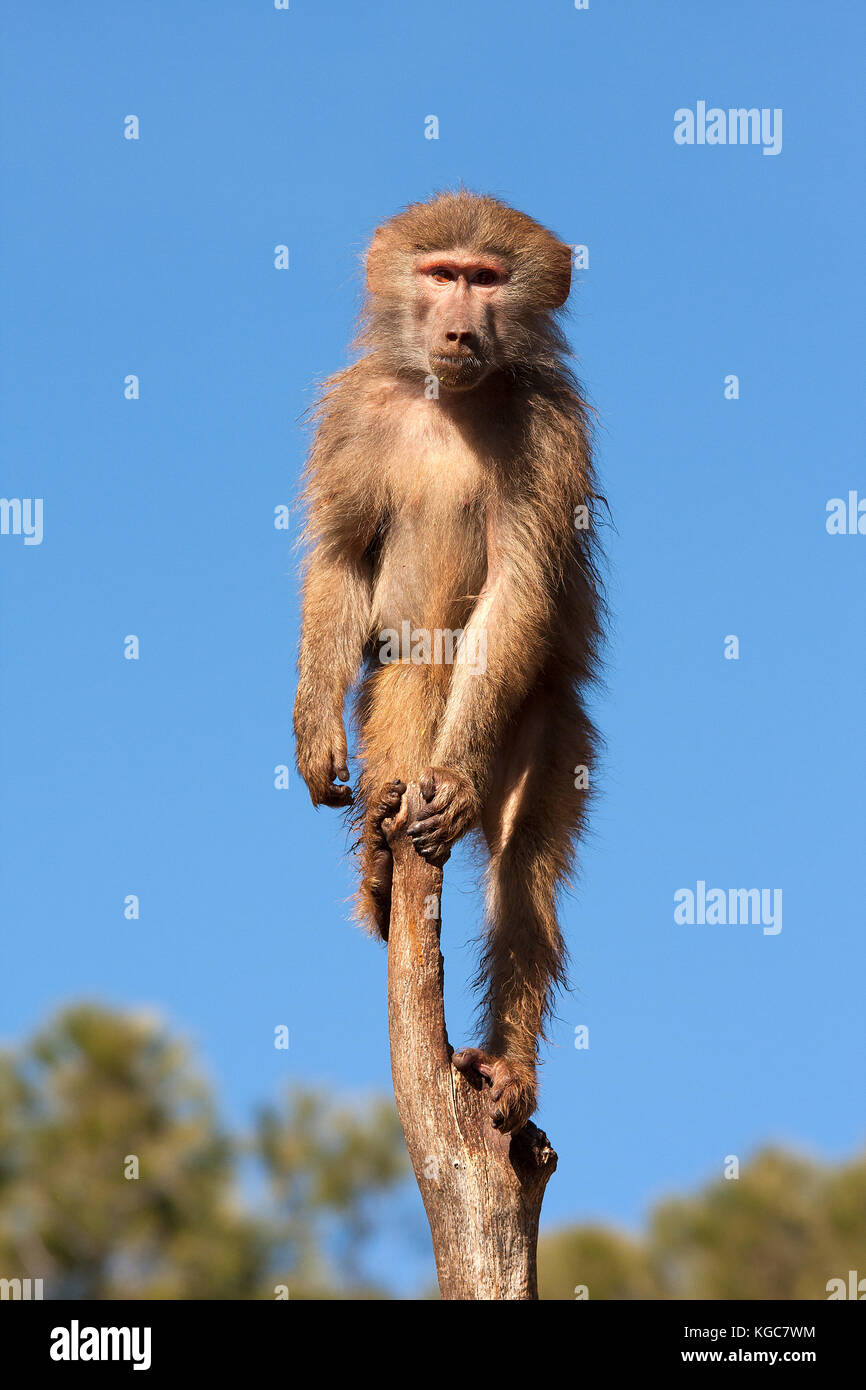 Macaco rhesus macaca mulata hi-res stock photography and images - Alamy
