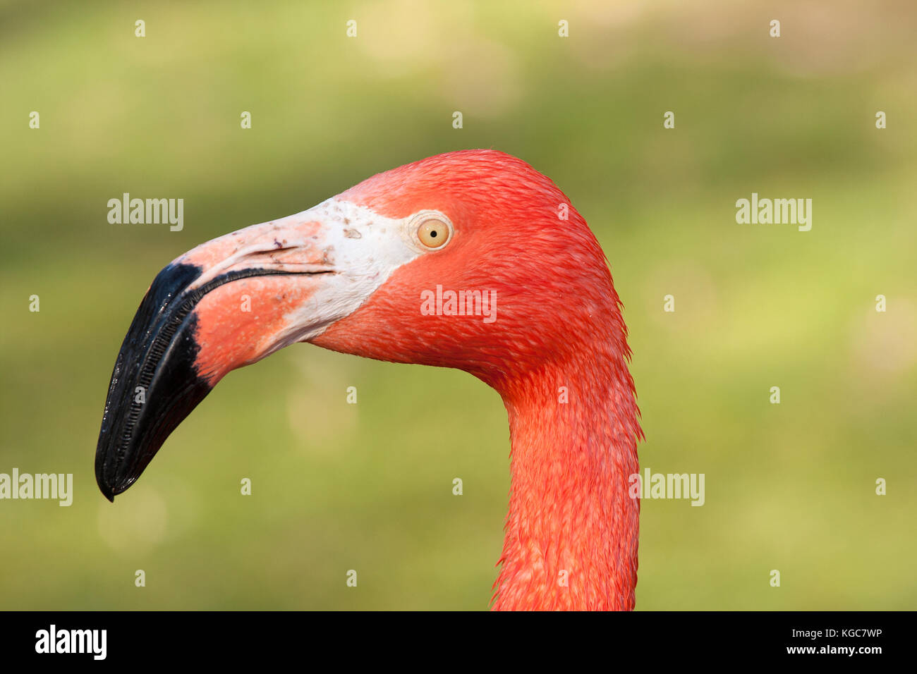 Flamingo beak hi-res stock photography and images - Alamy
