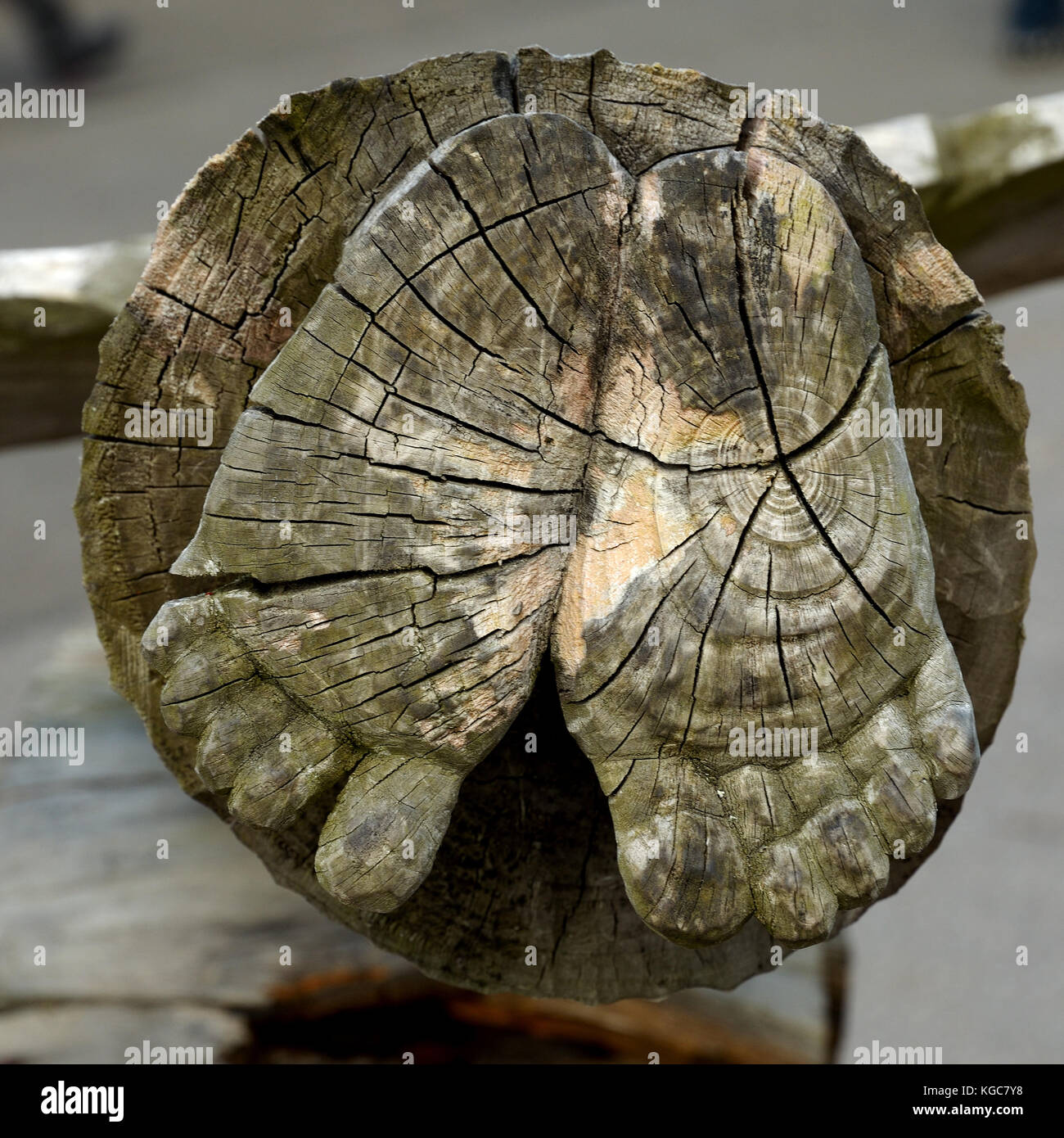 Product wizard cutting through the tree.Product is old with cracks ...