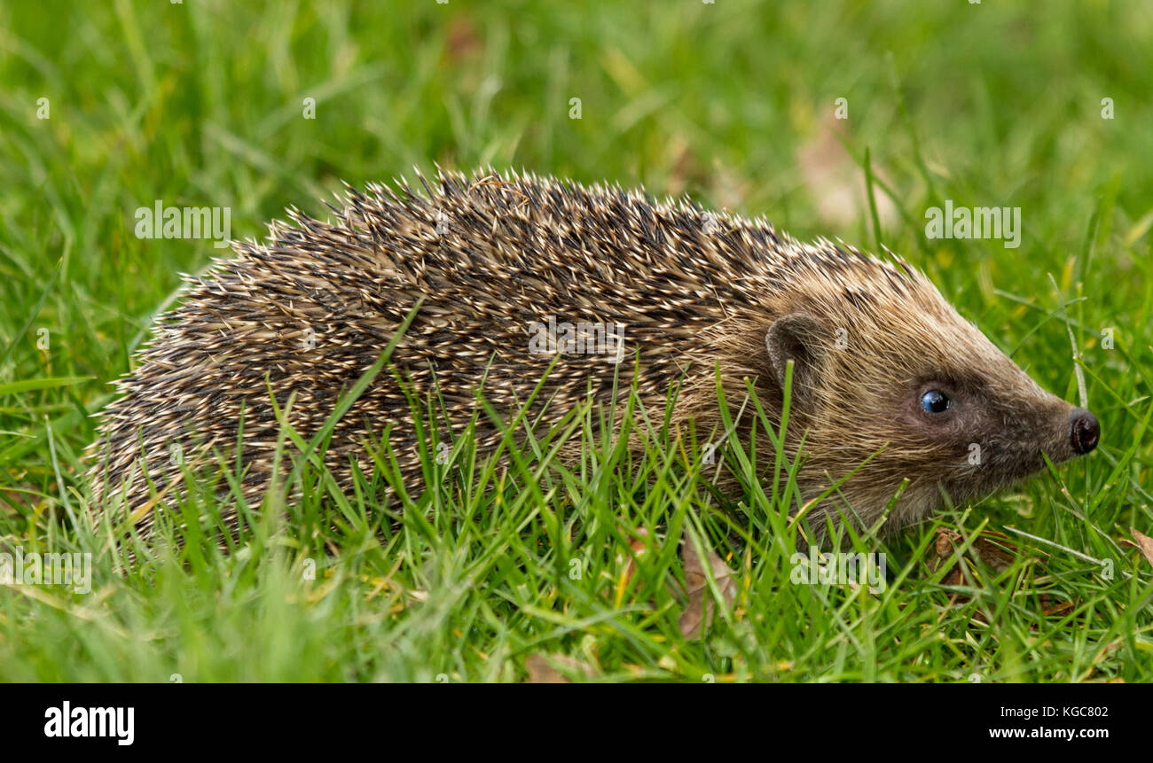 Long grass wildlife habitat hi-res stock photography and images - Alamy