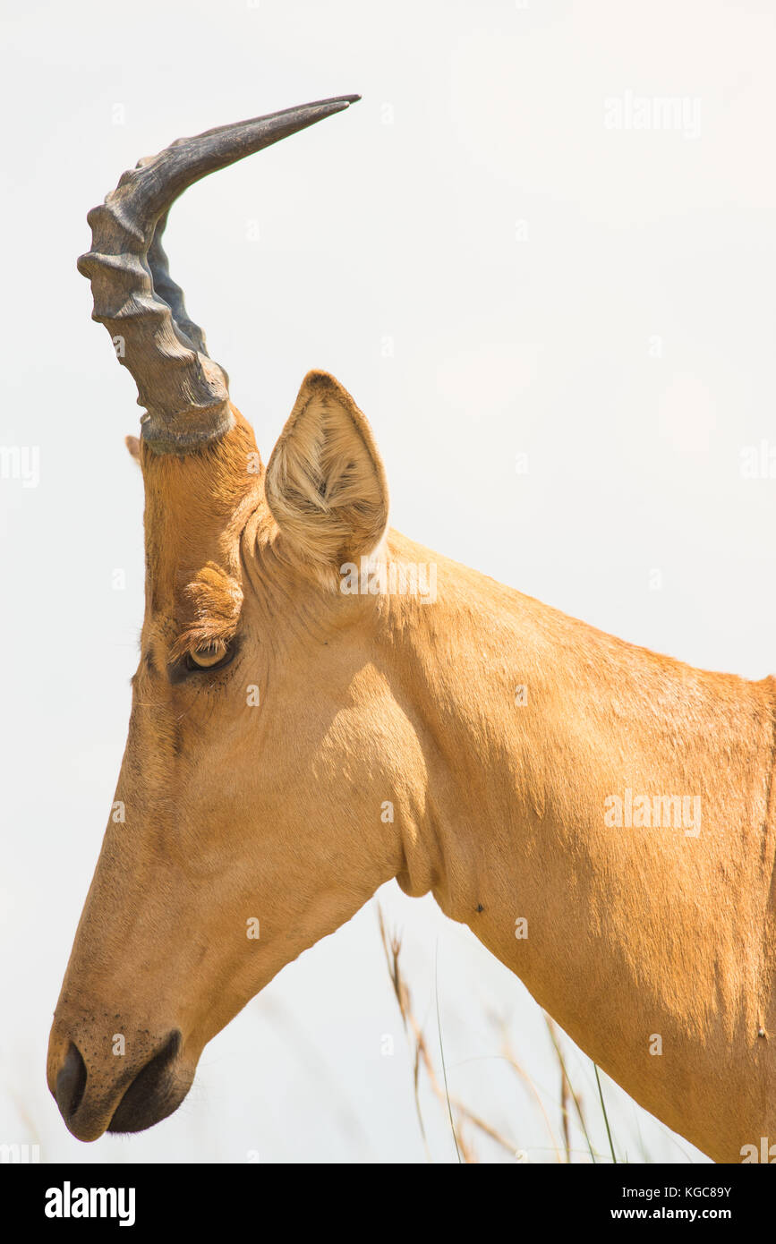 Lelwel hartebeest (Alcelaphus buselaphus lelwel) an Endangered ...