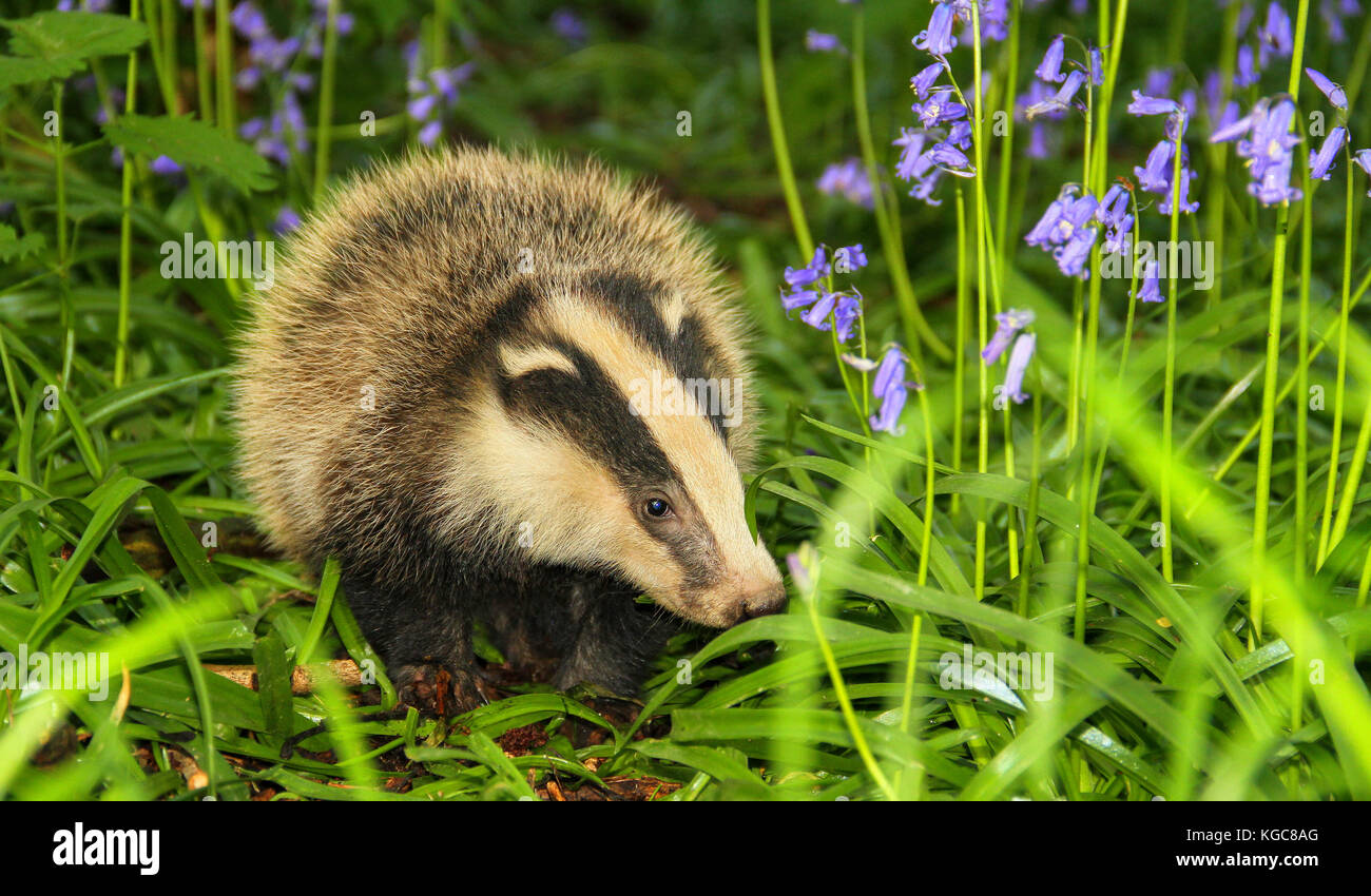 Badger cub, Meles Meles, very young, fluffy badger cub walking through ...