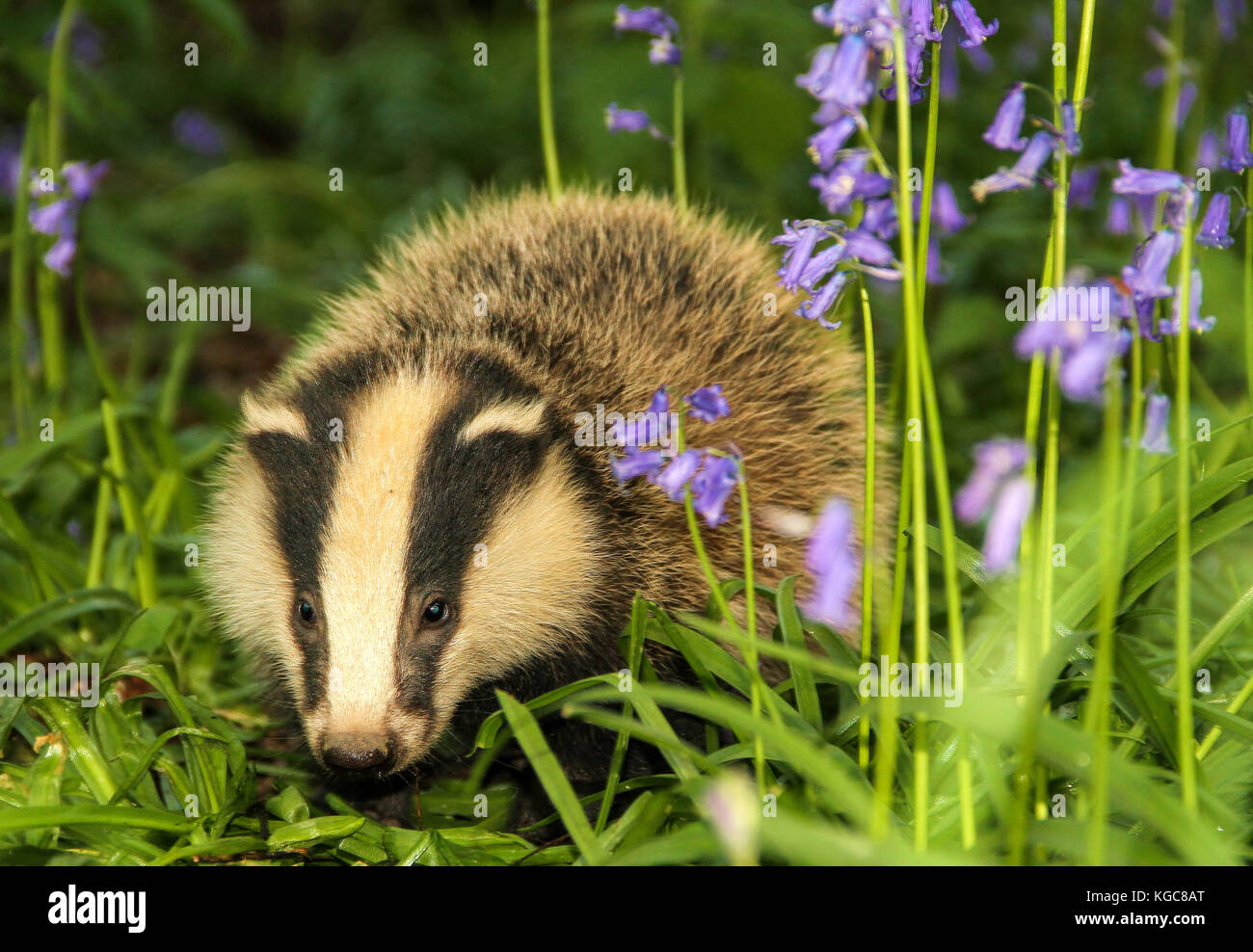 Badger cub, Meles Meles, very young, fluffy badger cub walking through ...