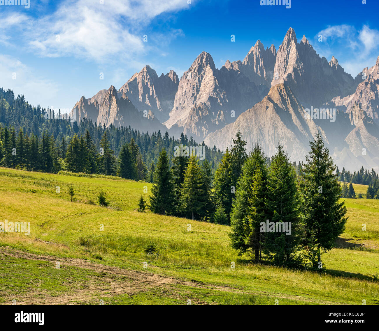 Rocky mountain spruce tree hi-res stock photography and images - Alamy