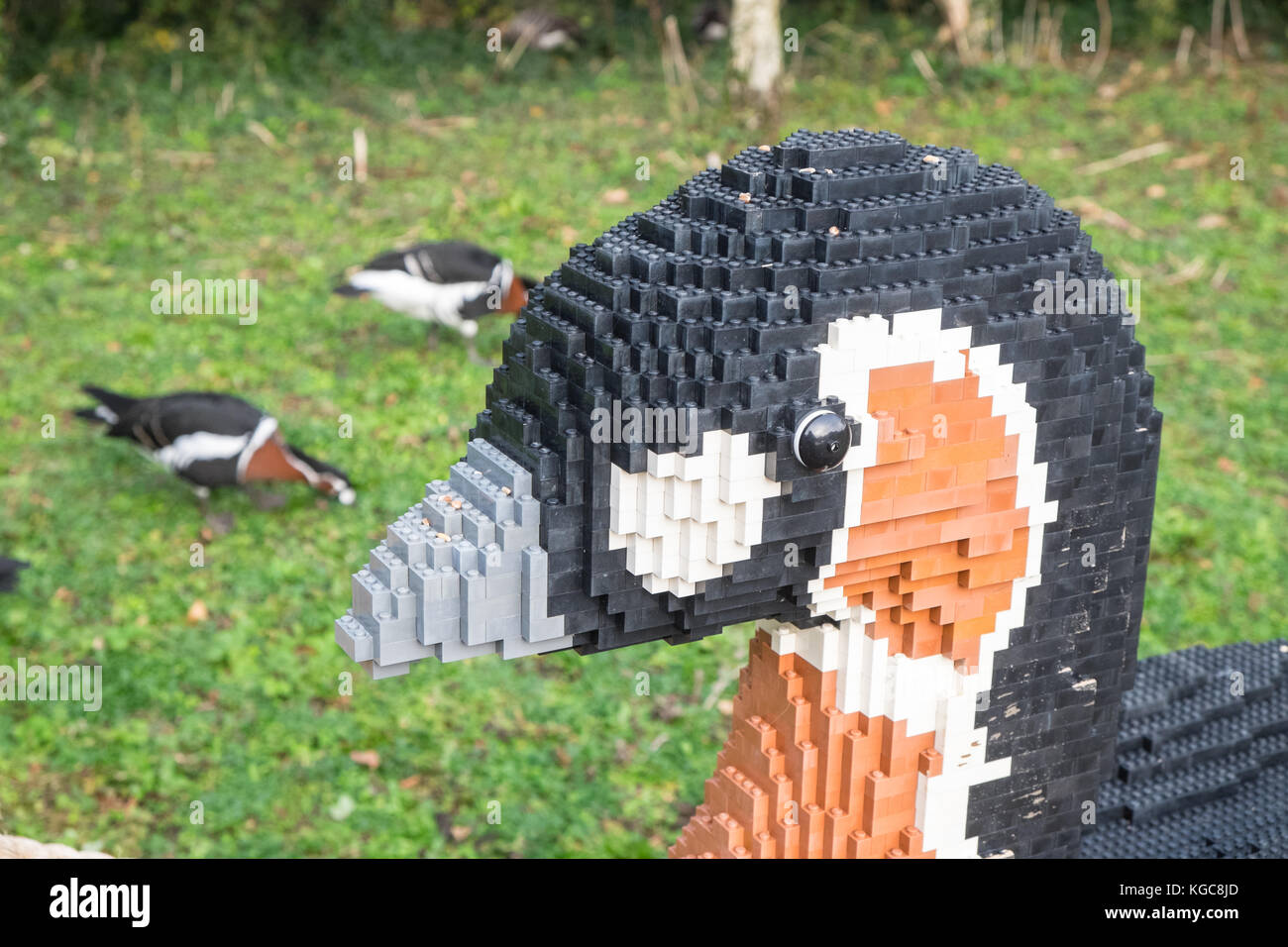 Bruce,red breasted goose,Lego,brick,bricks,animal trail, and real birds ...