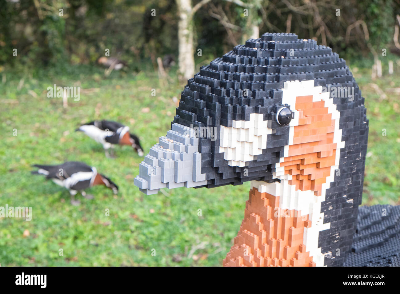 Bruce,red breasted goose,Lego,brick,bricks,animal trail, and real birds ...