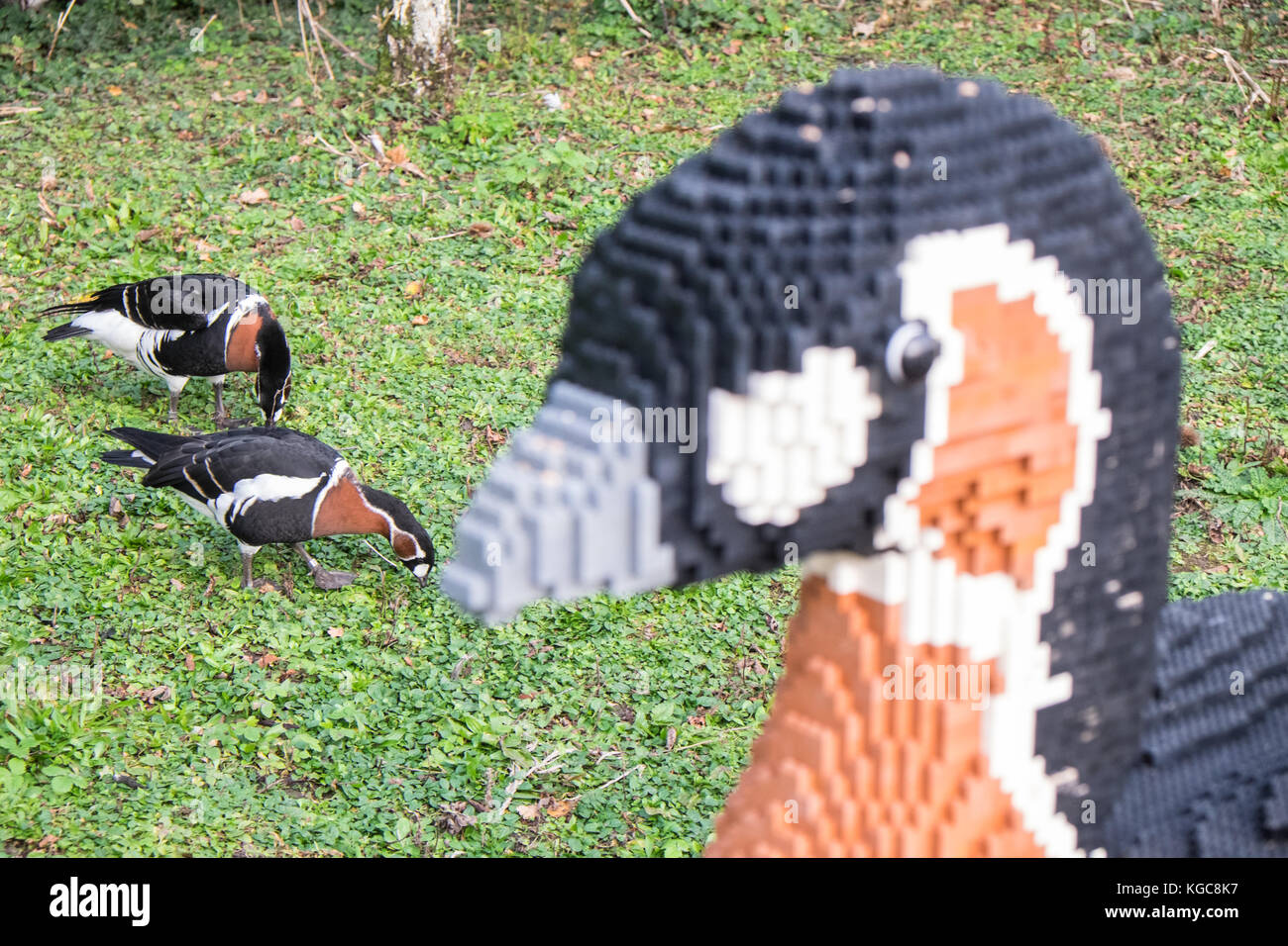 Bruce,red breasted goose,Lego,brick,bricks,animal trail, and real birds ...