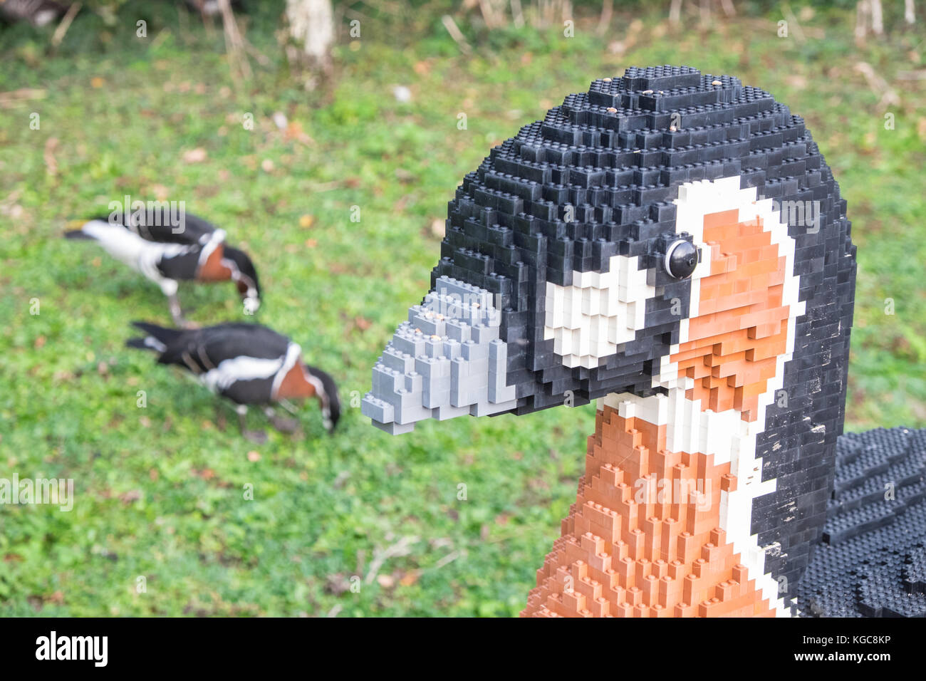 Bruce,red breasted goose,Lego,brick,bricks,animal trail, and real birds ...