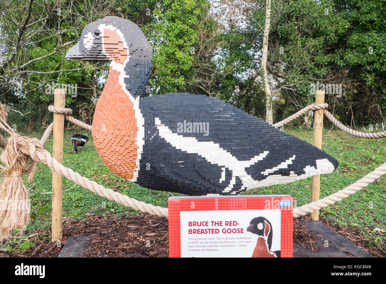Bruce,red breasted goose,Lego,brick,bricks,animal trail, and real birds ...
