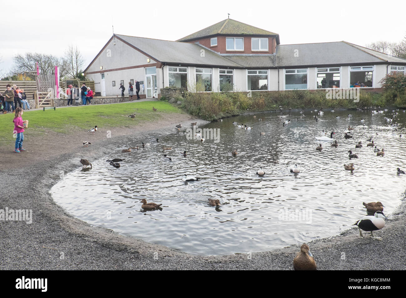 Llanelli wetland centre hi-res stock photography and images - Alamy