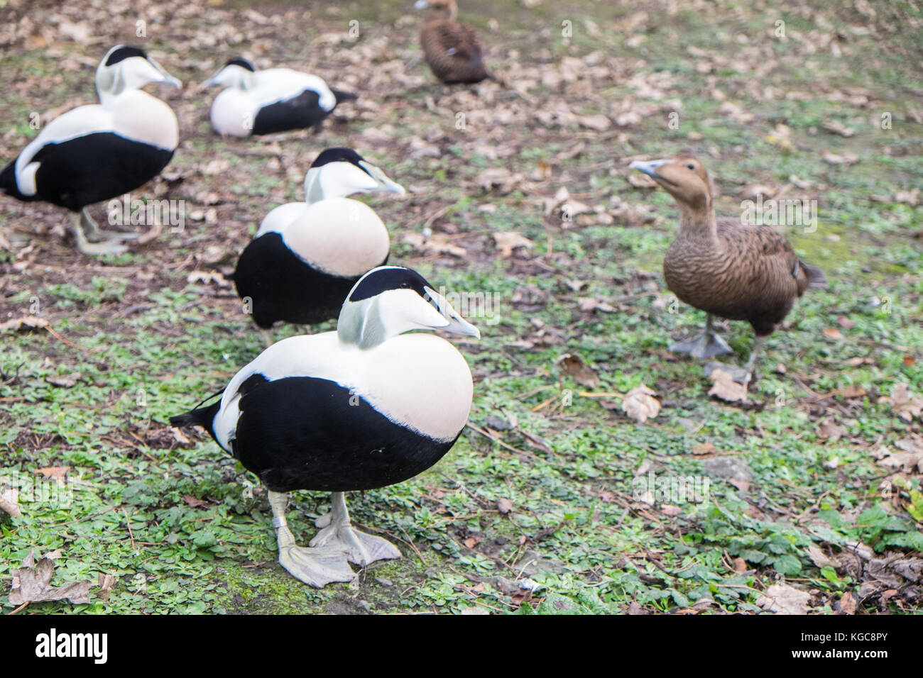 Llanelli wetland centre hi-res stock photography and images - Alamy
