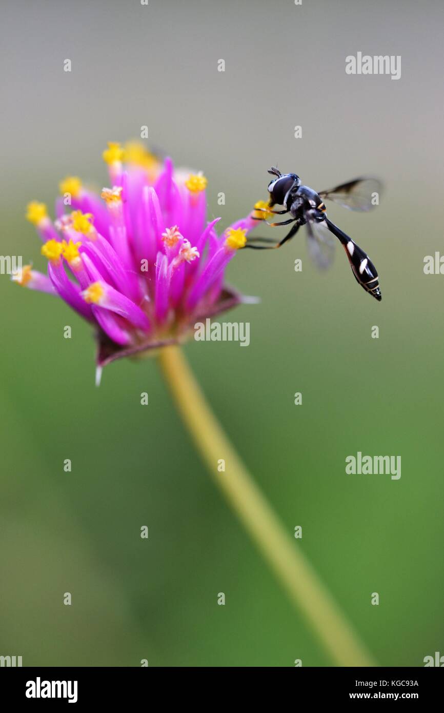 Unusual insect on colorful flower Stock Photo - Alamy