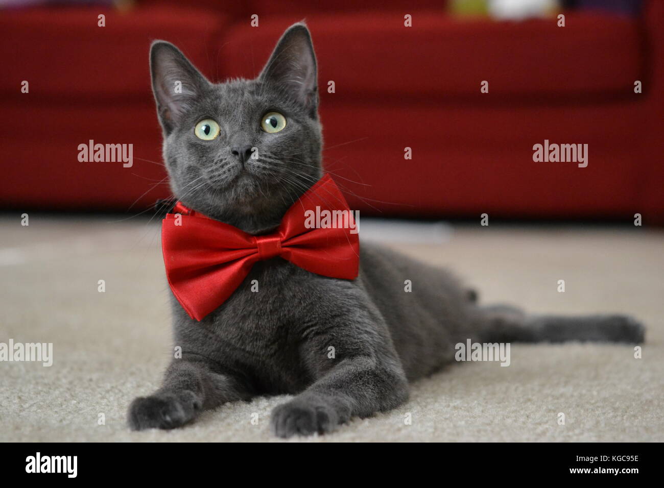 Funny Cat Wearing a Bow Tie Stock Photo - Alamy