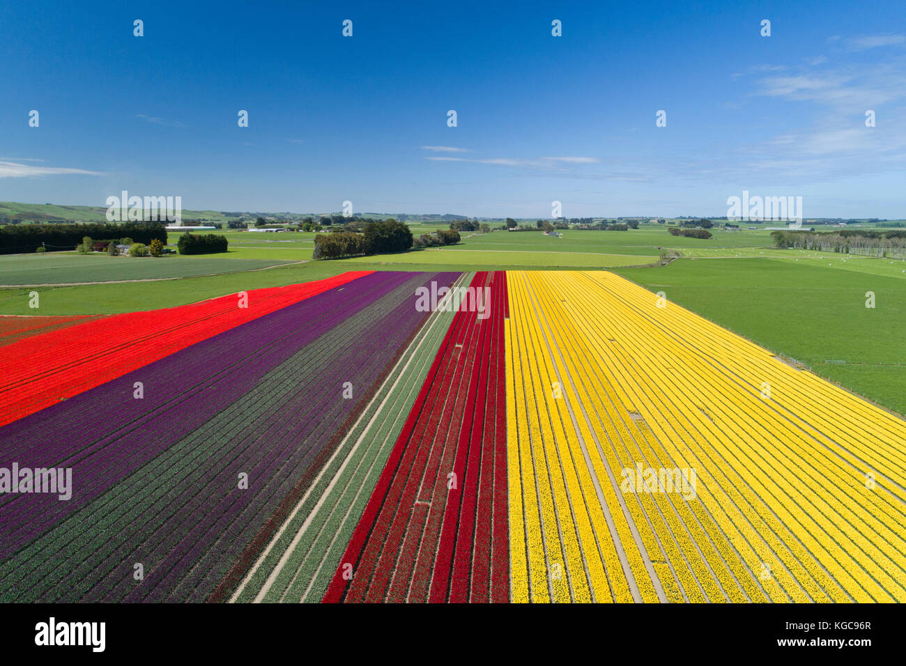 Colourful tulip fields, Edendale, Southland, South Island, New Zealand ...