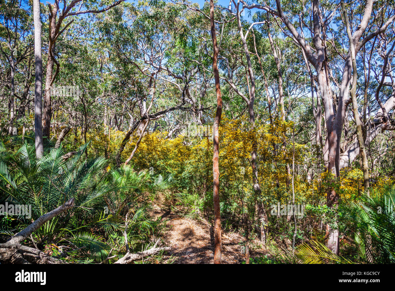 Sydney red gum hi-res stock photography and images - Alamy