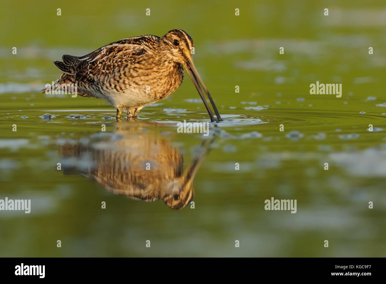 Common Snipe - Gallinago gallinago wader feeding in the green water ...