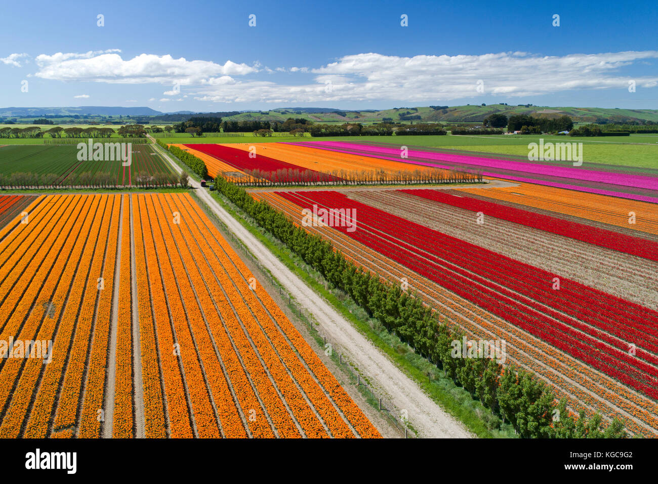 Colourful tulip fields, Edendale, Southland, South Island, New Zealand ...