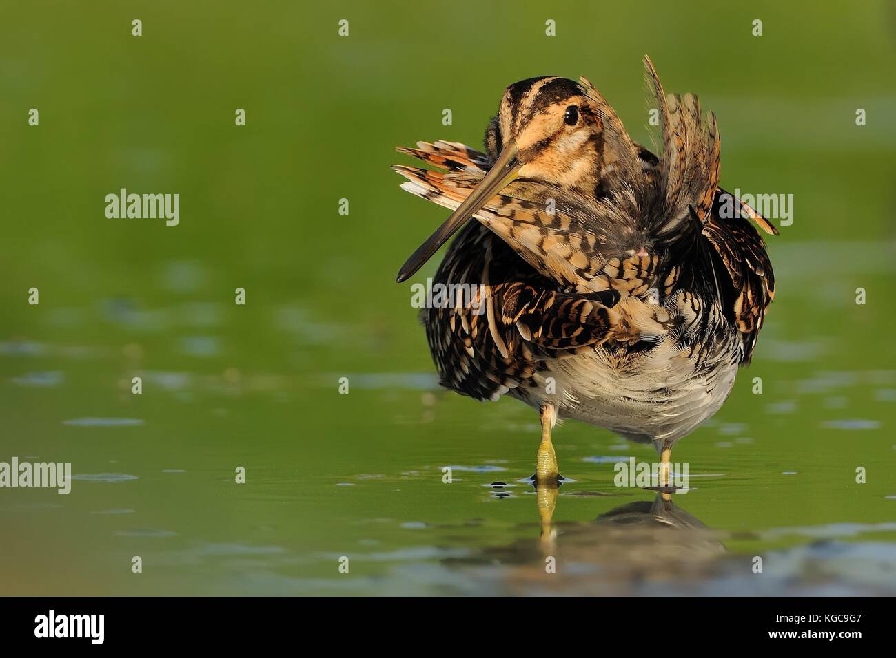 Common Snipe - Gallinago gallinago wader feeding in the green water ...