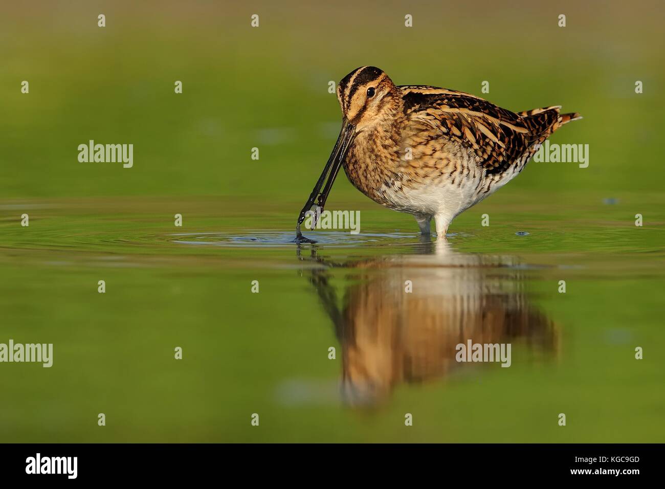 Common Snipe - Gallinago gallinago wader feeding in the green water ...