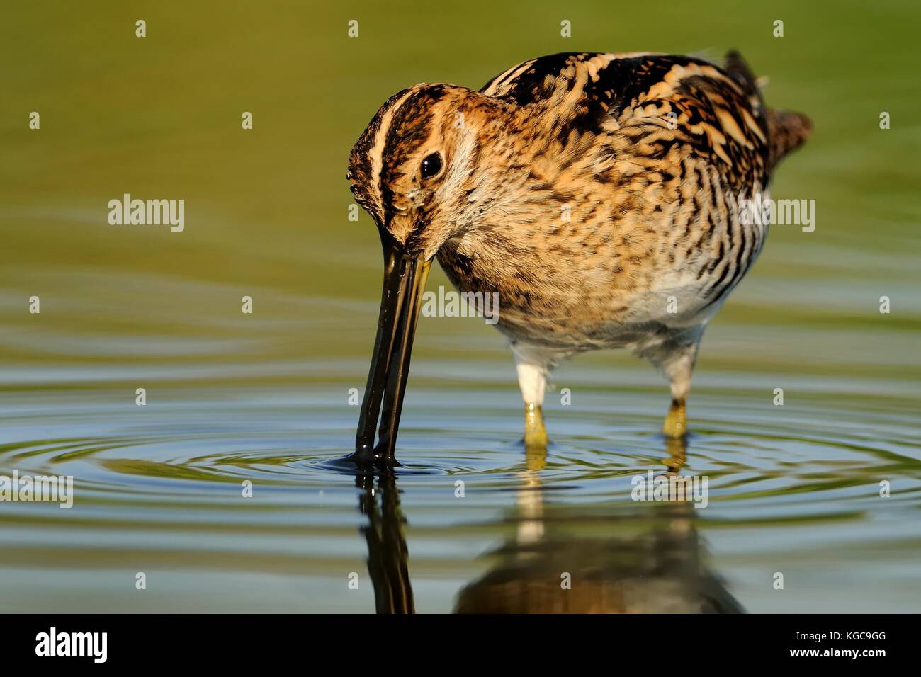 Common Snipe - Gallinago gallinago wader feeding in the green water ...