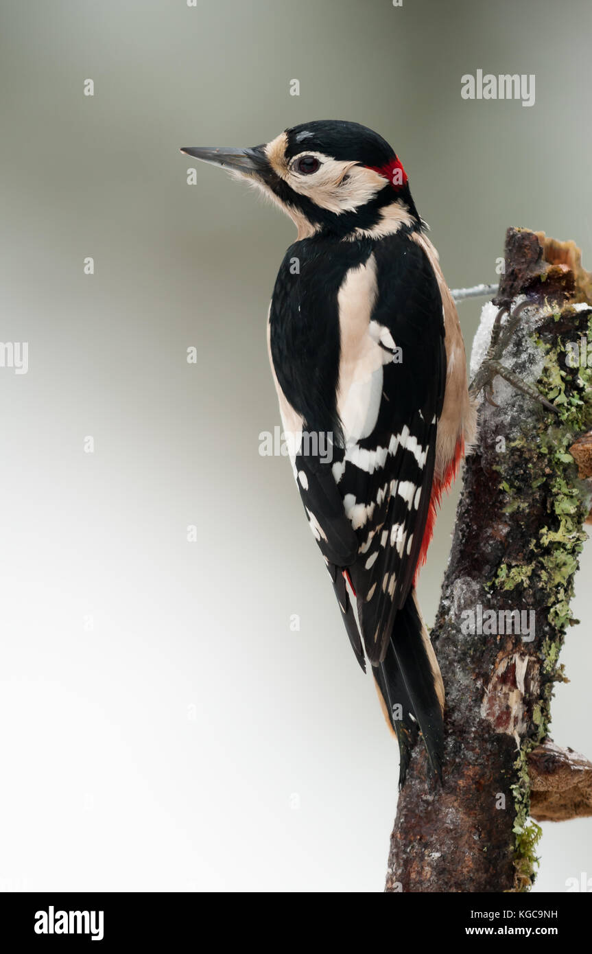Male Great Spotted Woodpecker in winter snow in Scotland Stock Photo ...