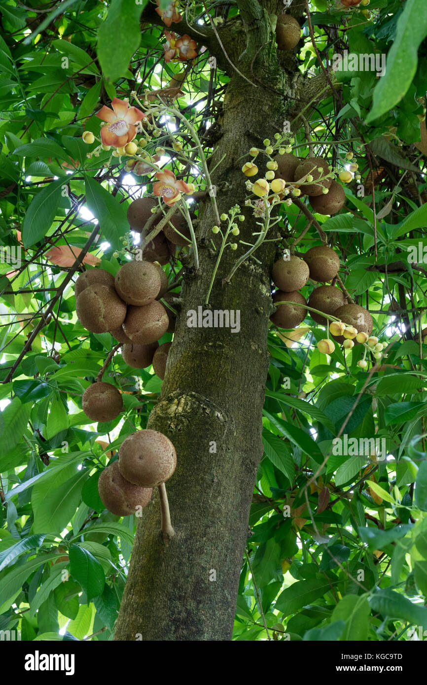 Cannonball tree fruit hi-res stock photography and images - Alamy