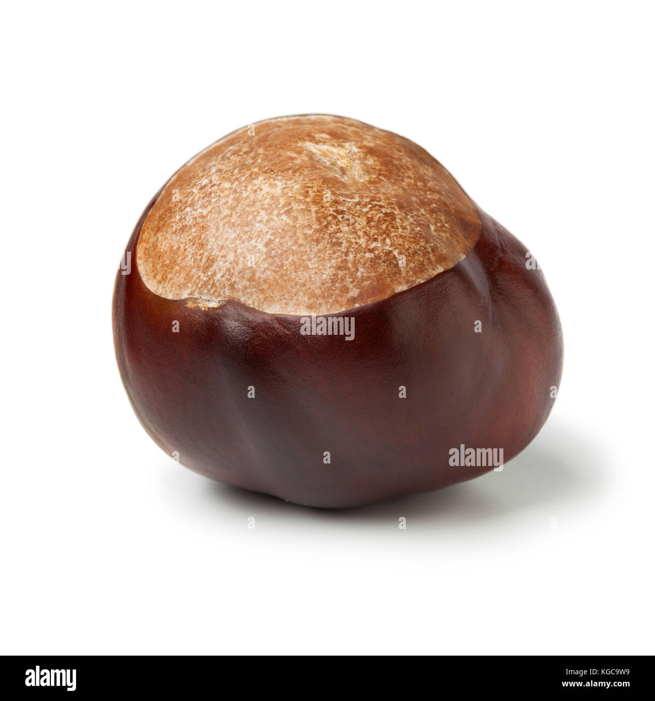 Single Horse chestnut, Aesculus hippocastanum, on white background ...