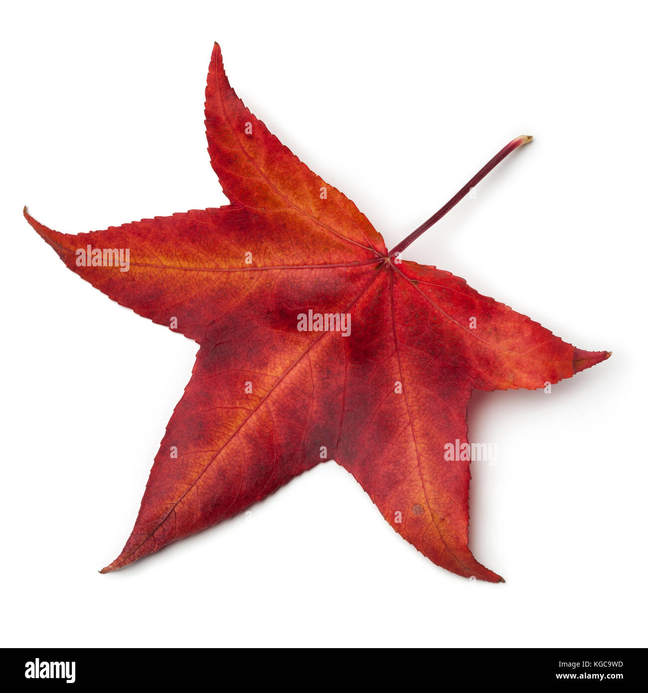 American sweetgum tree hi-res stock photography and images - Alamy