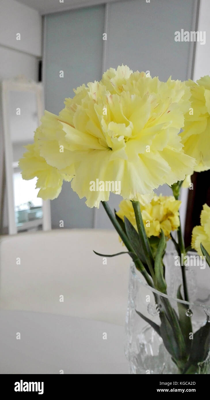 Yellow carnation hi-res stock photography and images - Alamy