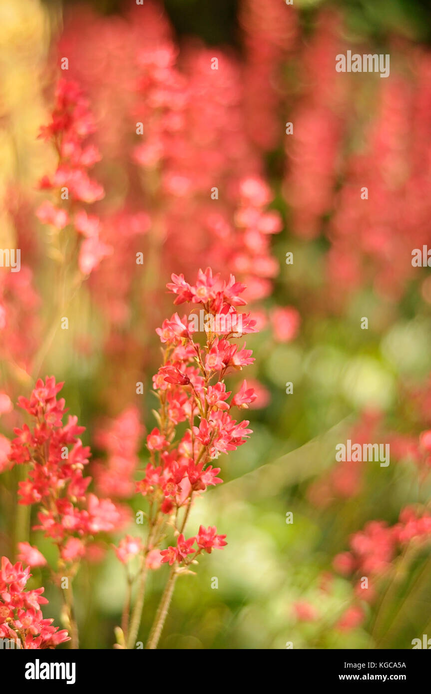 Meadow flower from Sweden Stock Photo - Alamy