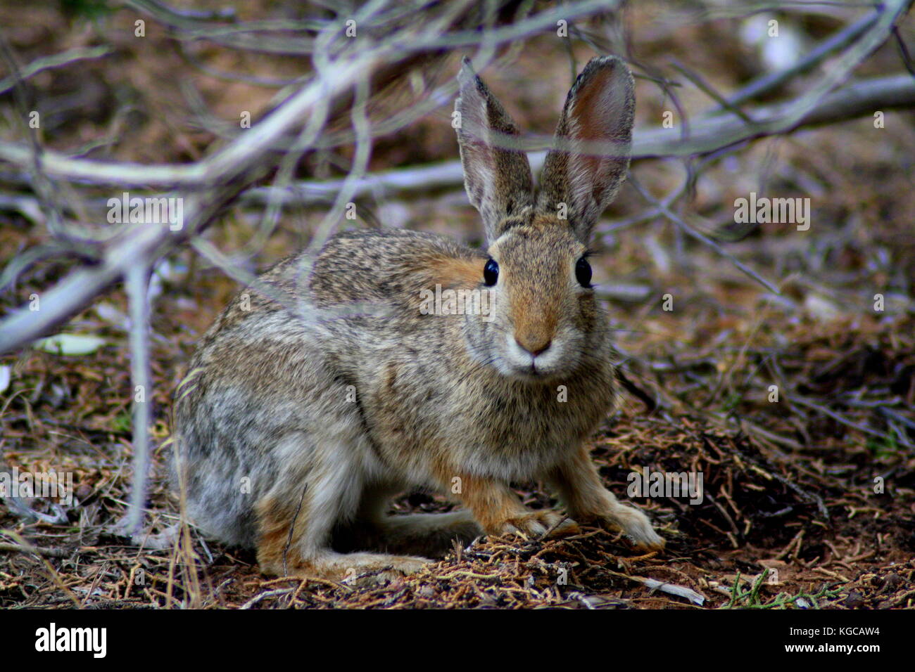 Cottontail rabbit portrait (Lepus sylvaticus Stock Photo - Alamy