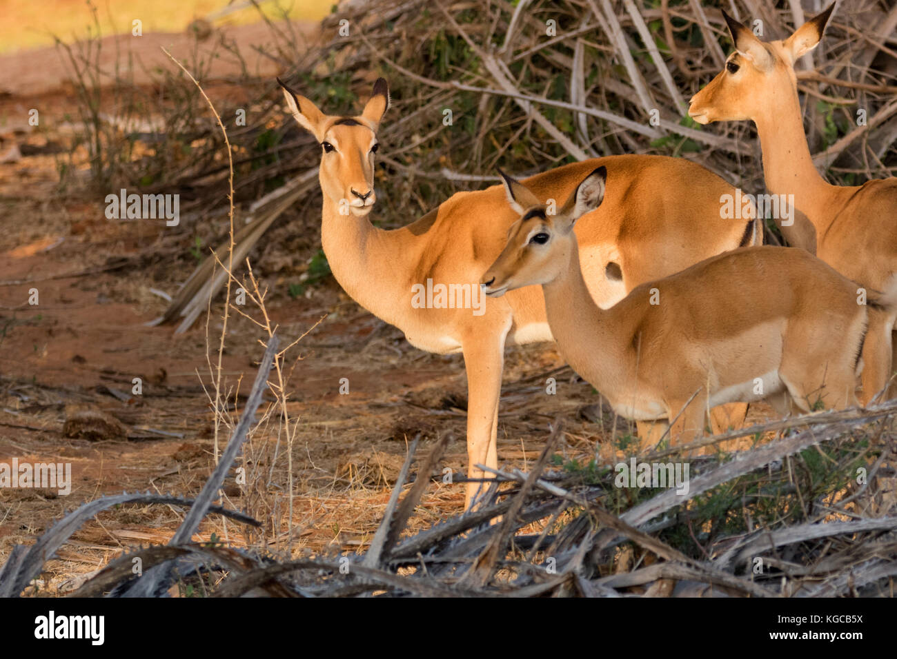 A group of female imapala sense danger in Tsavo East National Park ...