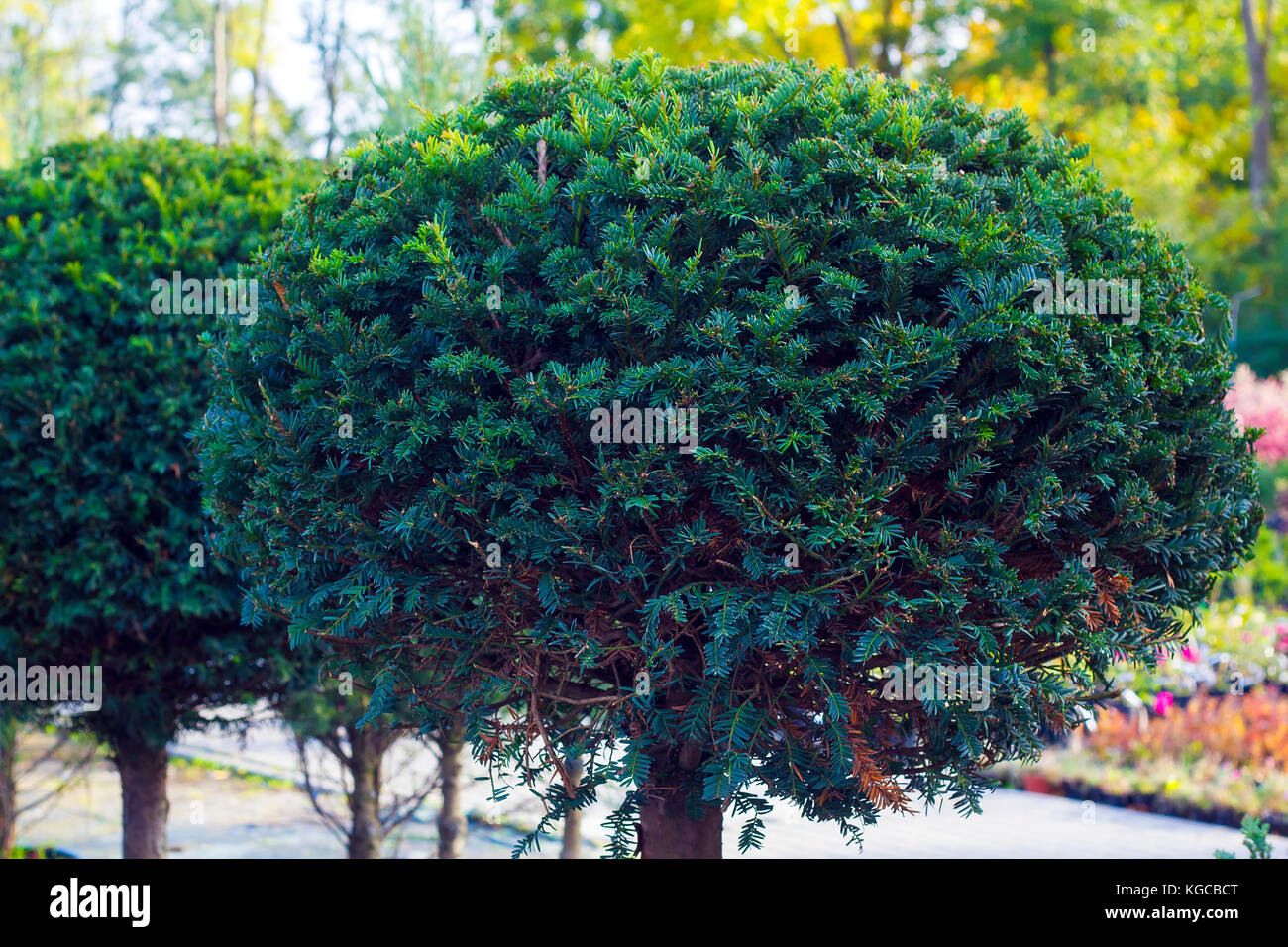 Taxus evergreen tree trimmed in shape of sphere in pot Stock Photo - Alamy