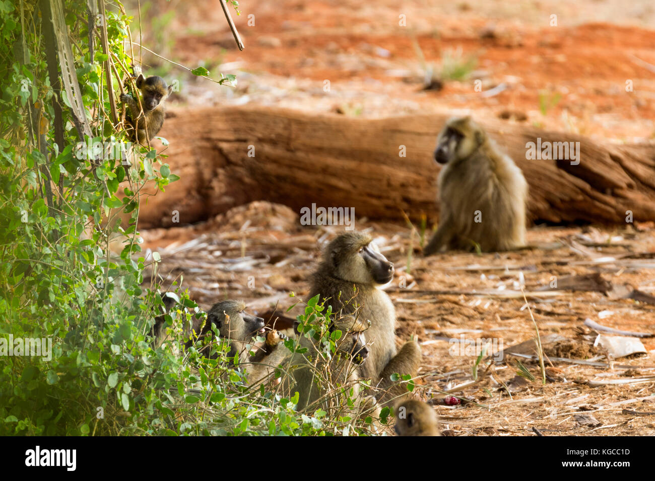 A baby olive baboon has fun climbing whilst the rest of the troop ...