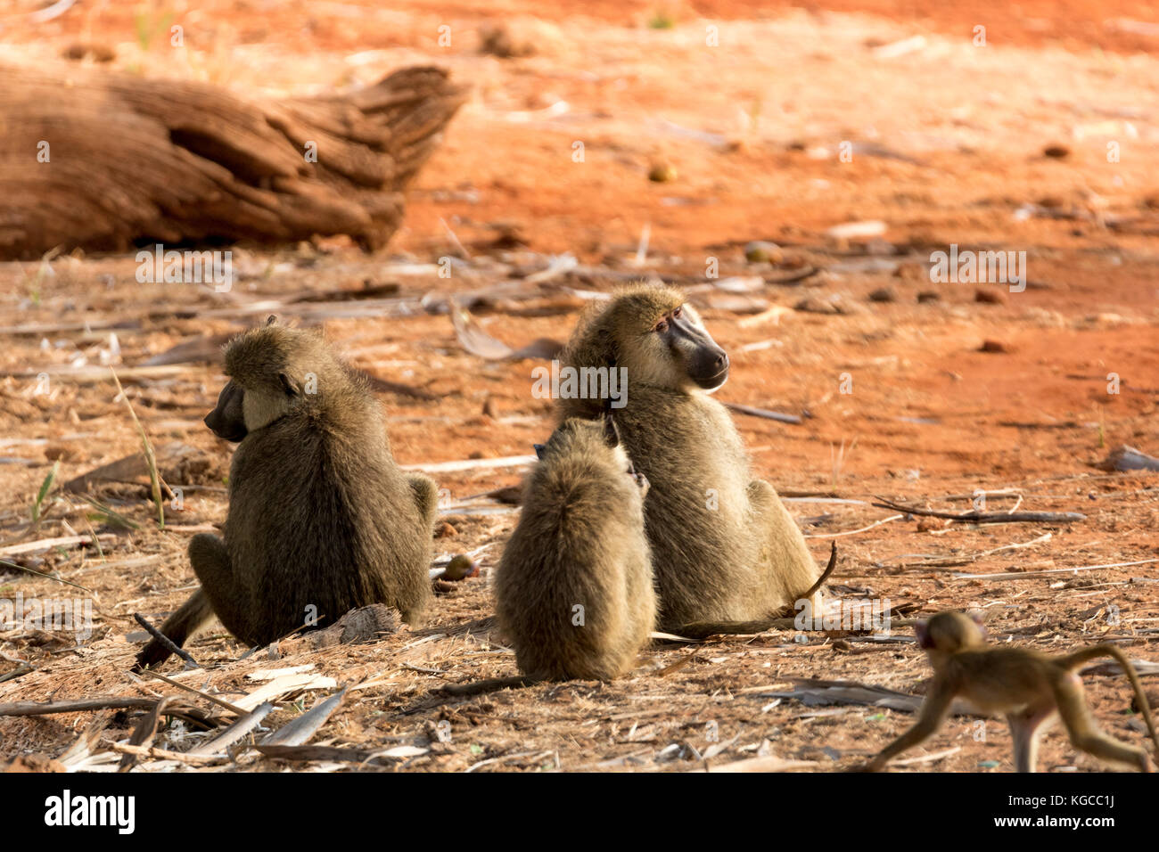 Monkey family at safari park hi-res stock photography and images - Alamy